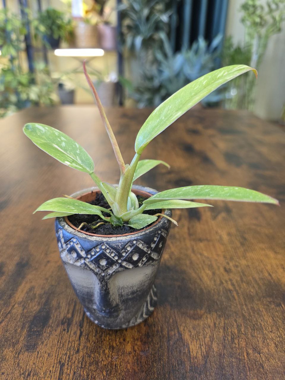Philodendron Ring of Fire mini | KYTKYshop