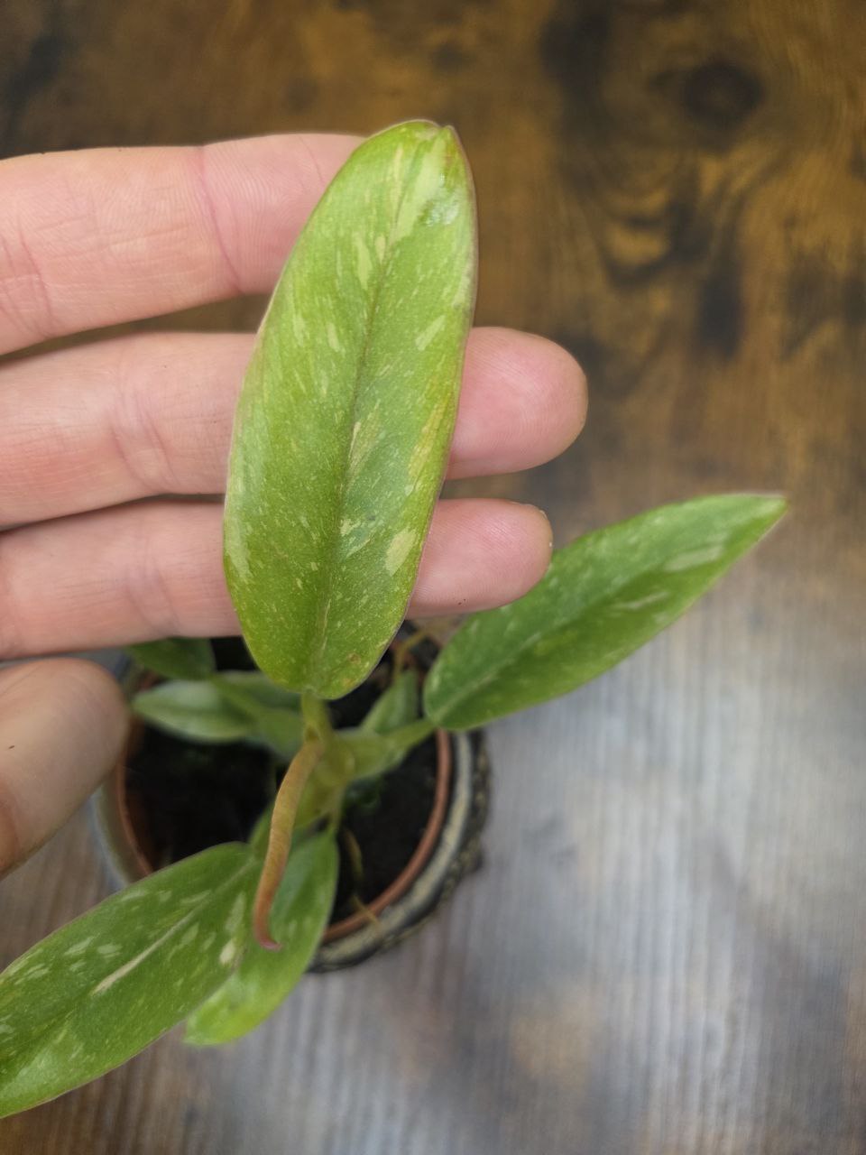 Philodendron Ring of Fire mini | KYTKYshop