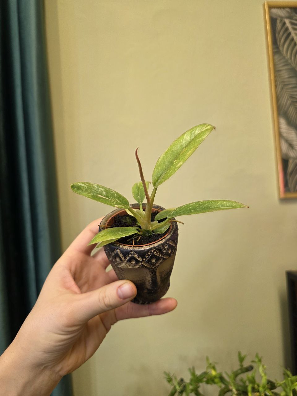 Philodendron Ring of Fire mini | KYTKYshop