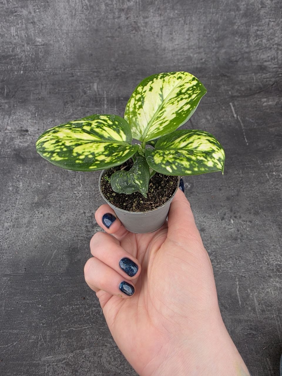 Aglaonema Snow Flake mini | KYTKYshop